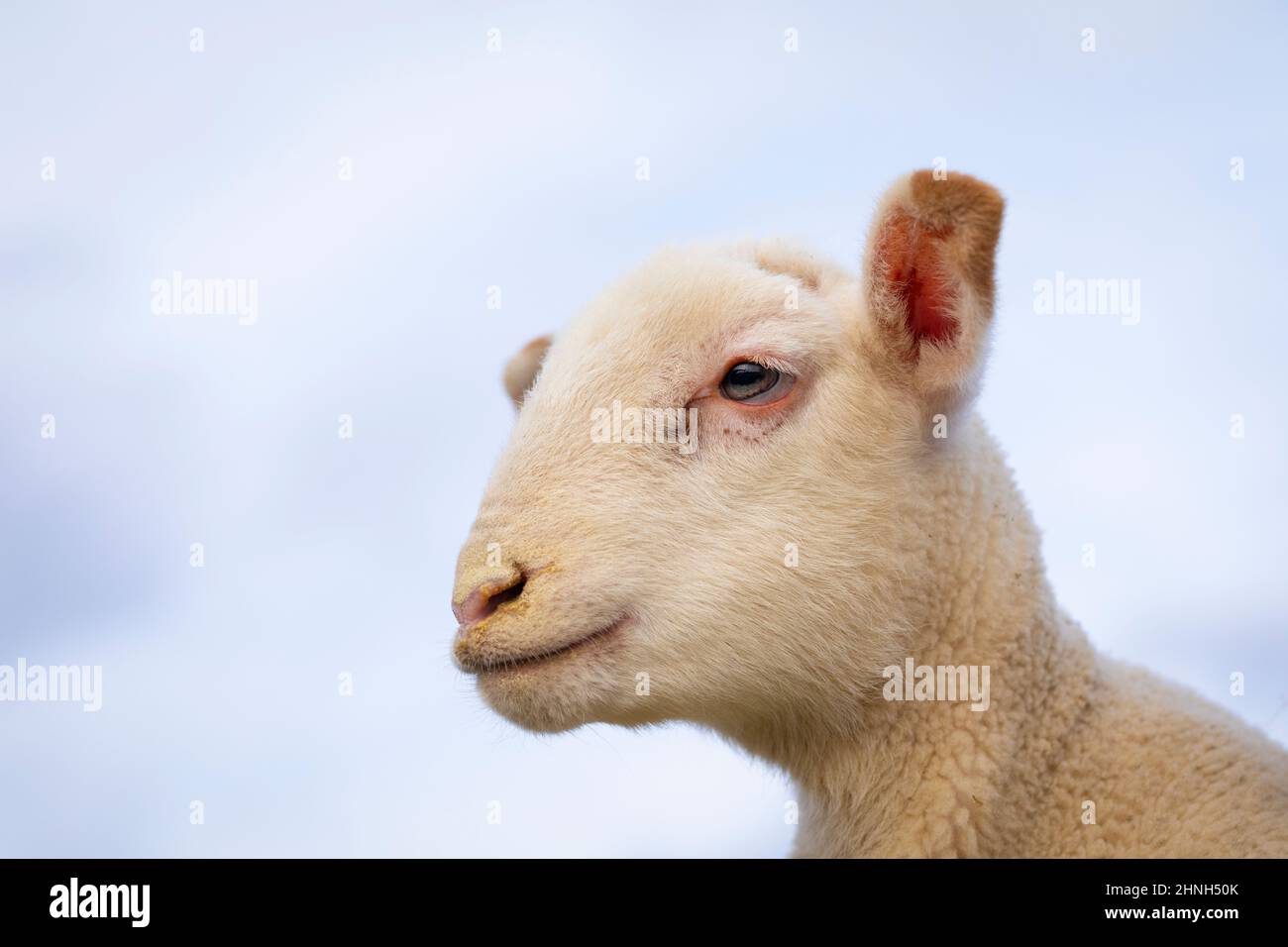 Baby lamb portrait (ovis orientalis aries Stock Photo - Alamy
