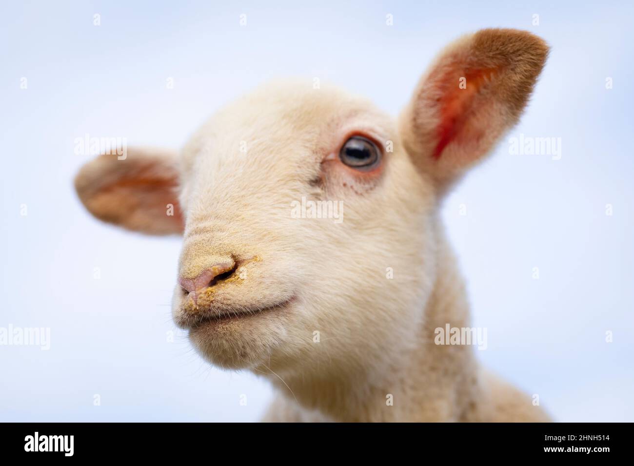 Baby lamb portrait (ovis orientalis aries Stock Photo - Alamy