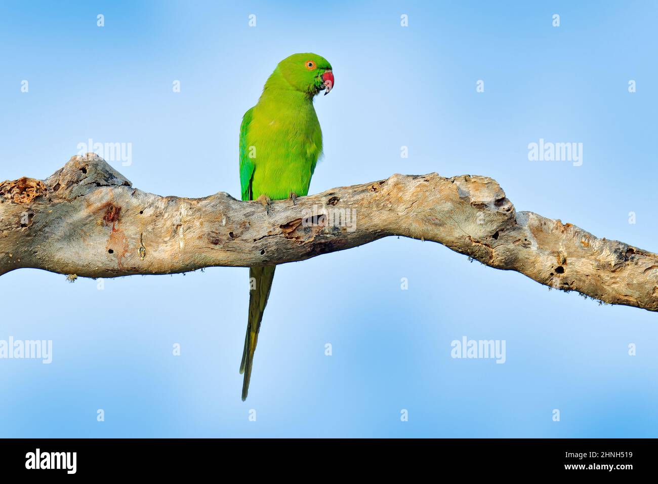 Beautiful parrot on the tree. Rose-ringed Parakeet, Psittacula krameri ...