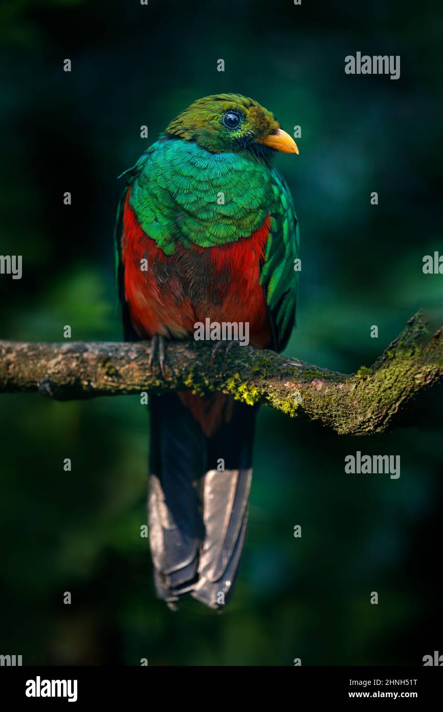 Golden-headed Quetzal, Pharomachrus auriceps, Ecuador. Magical colorful ...