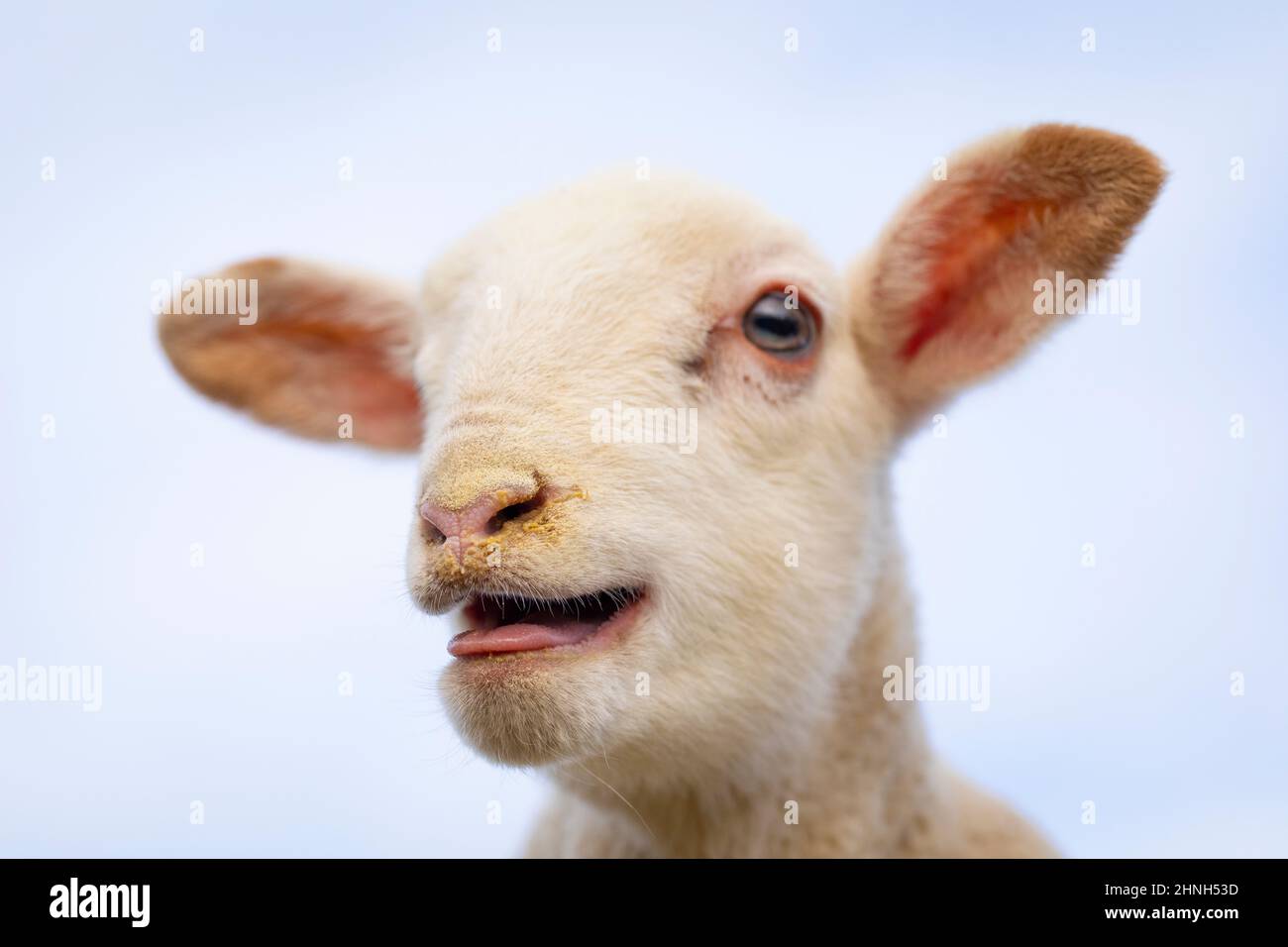 Baby lamb portrait (ovis orientalis aries Stock Photo - Alamy