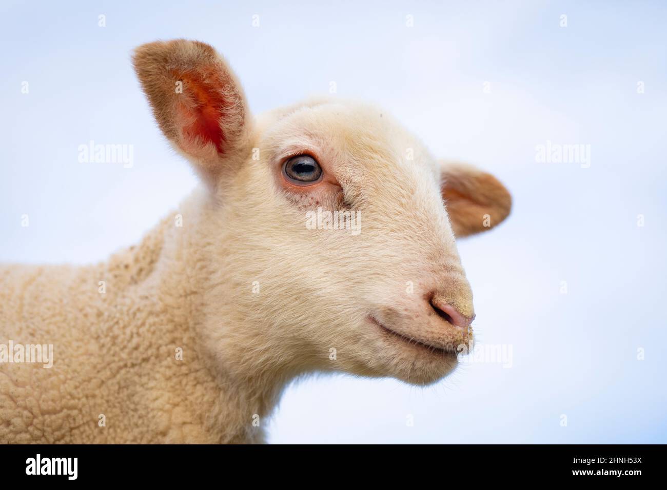 Baby lamb portrait (ovis orientalis aries Stock Photo - Alamy