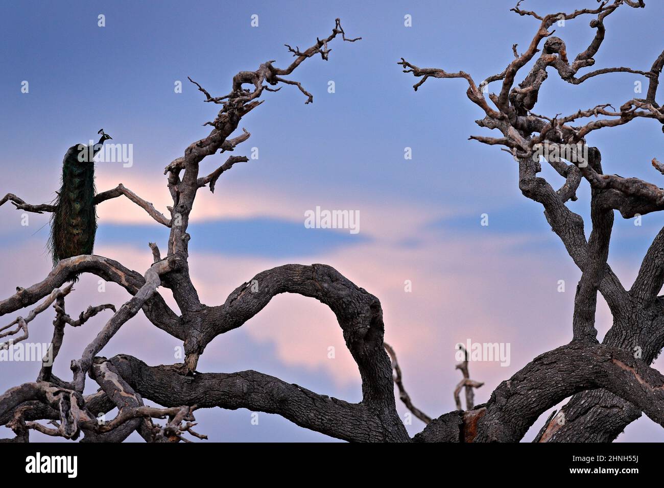 Bird sunset, find the bird on the tree. Bird and orange sunset. Indian ...