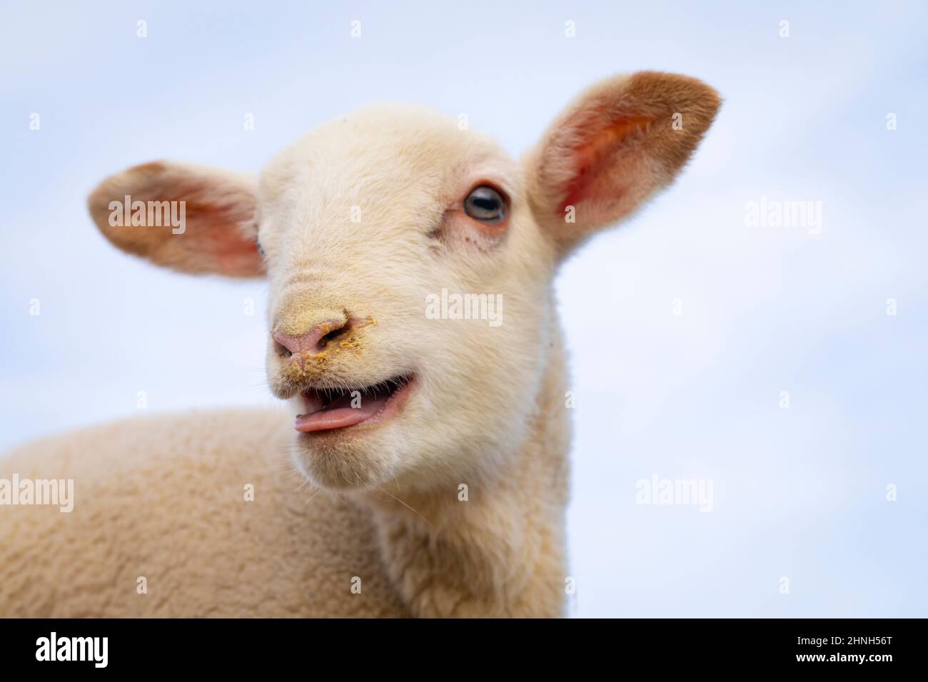 Baby lamb bleating portrait (ovis orientalis aries Stock Photo - Alamy
