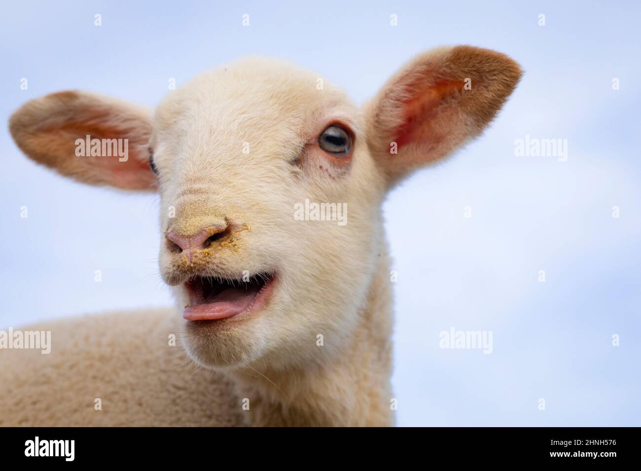 Baby lamb bleating portrait (ovis orientalis aries Stock Photo - Alamy