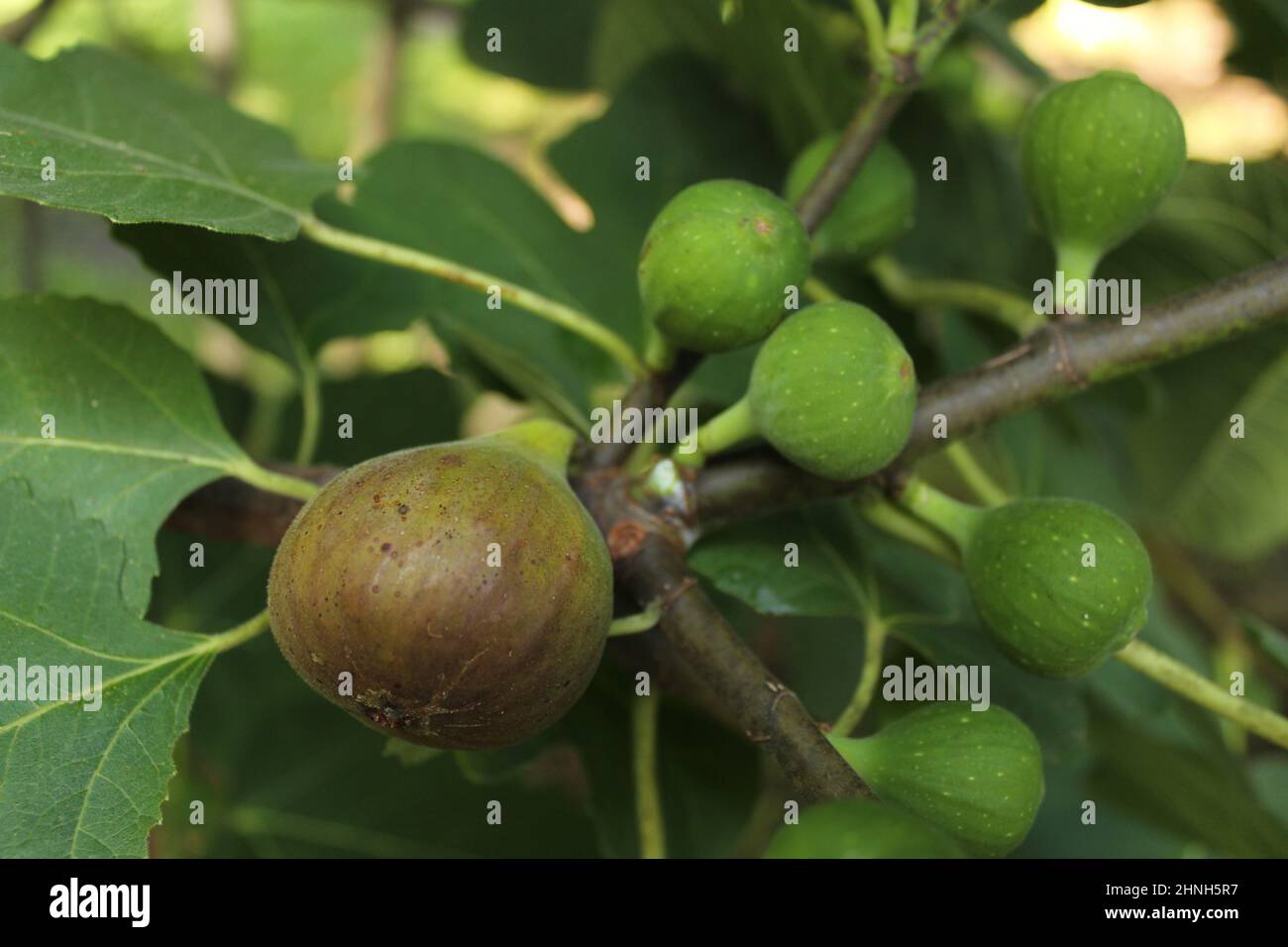 Fresh Figs Growing on Tree Ripe Fig with Green Figs Stock Photo - Alamy