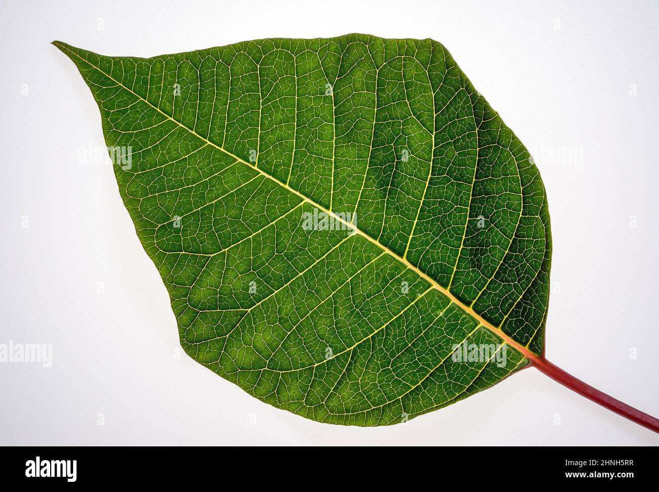 green star of bethlehem leaf, green, plant, on a light background ...
