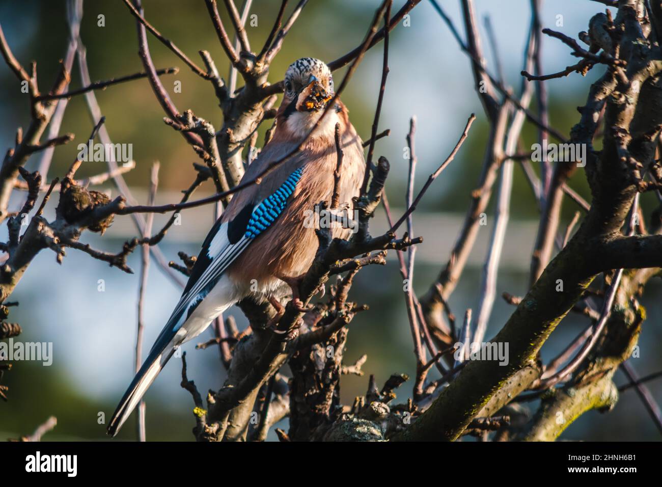 Eurasian jay - a bird of the crow family Stock Photo - Alamy