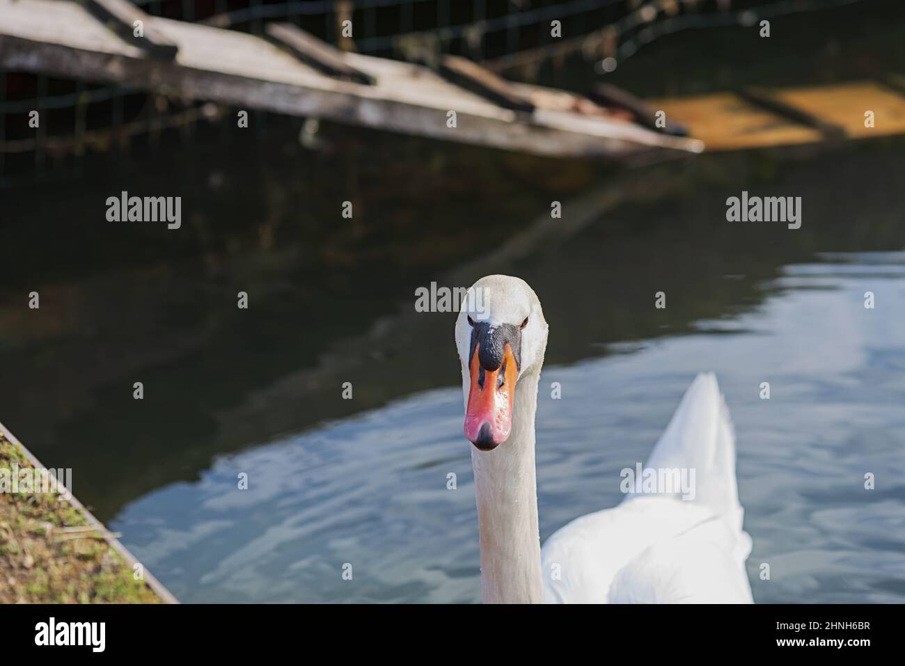 Uccello reale hi-res stock photography and images - Alamy
