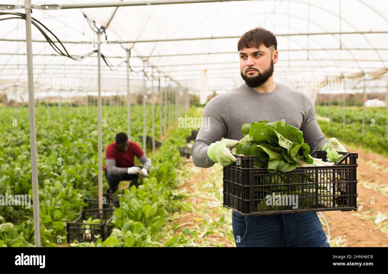 Hired worker carries plastic box with harvest of chard Stock Photo - Alamy