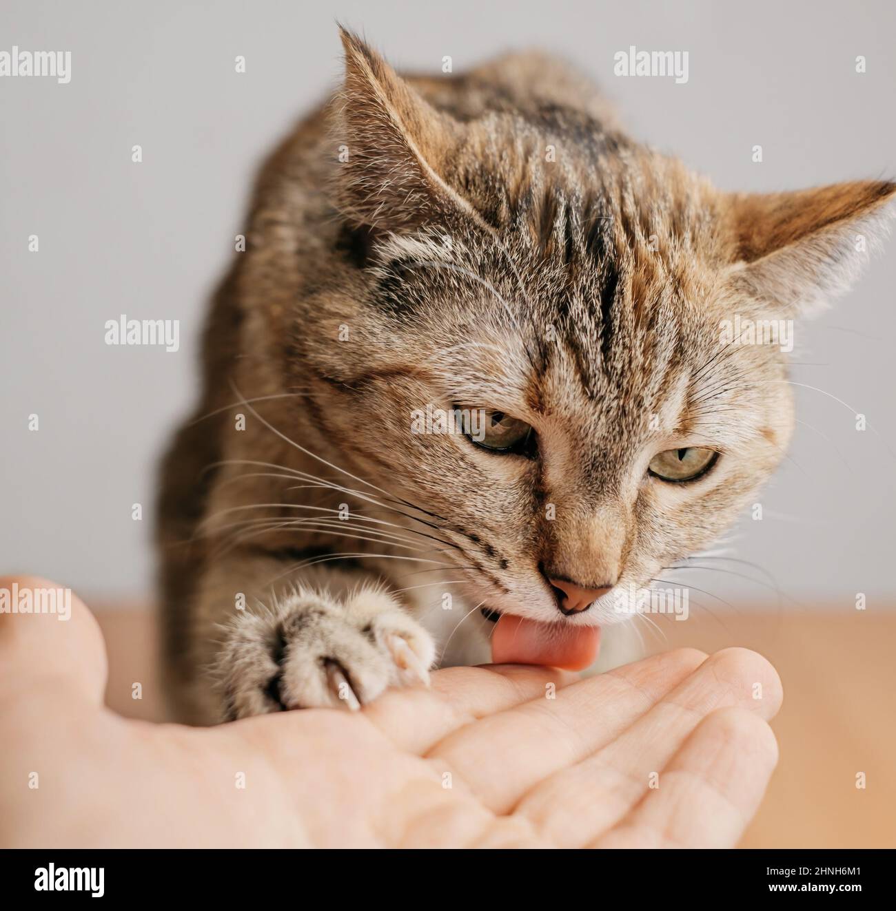 Cute ginger cat licking a man's hand, concept of friendship. Point of ...