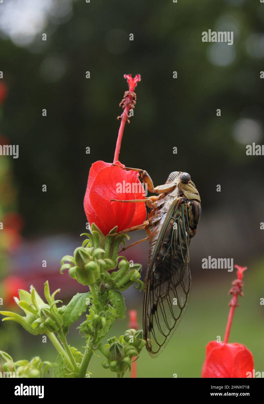 Cicada on flower hi-res stock photography and images - Alamy
