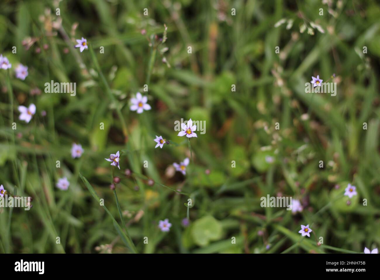 Field of Small Wildflowers in Rural East Texas Stock Photo - Alamy