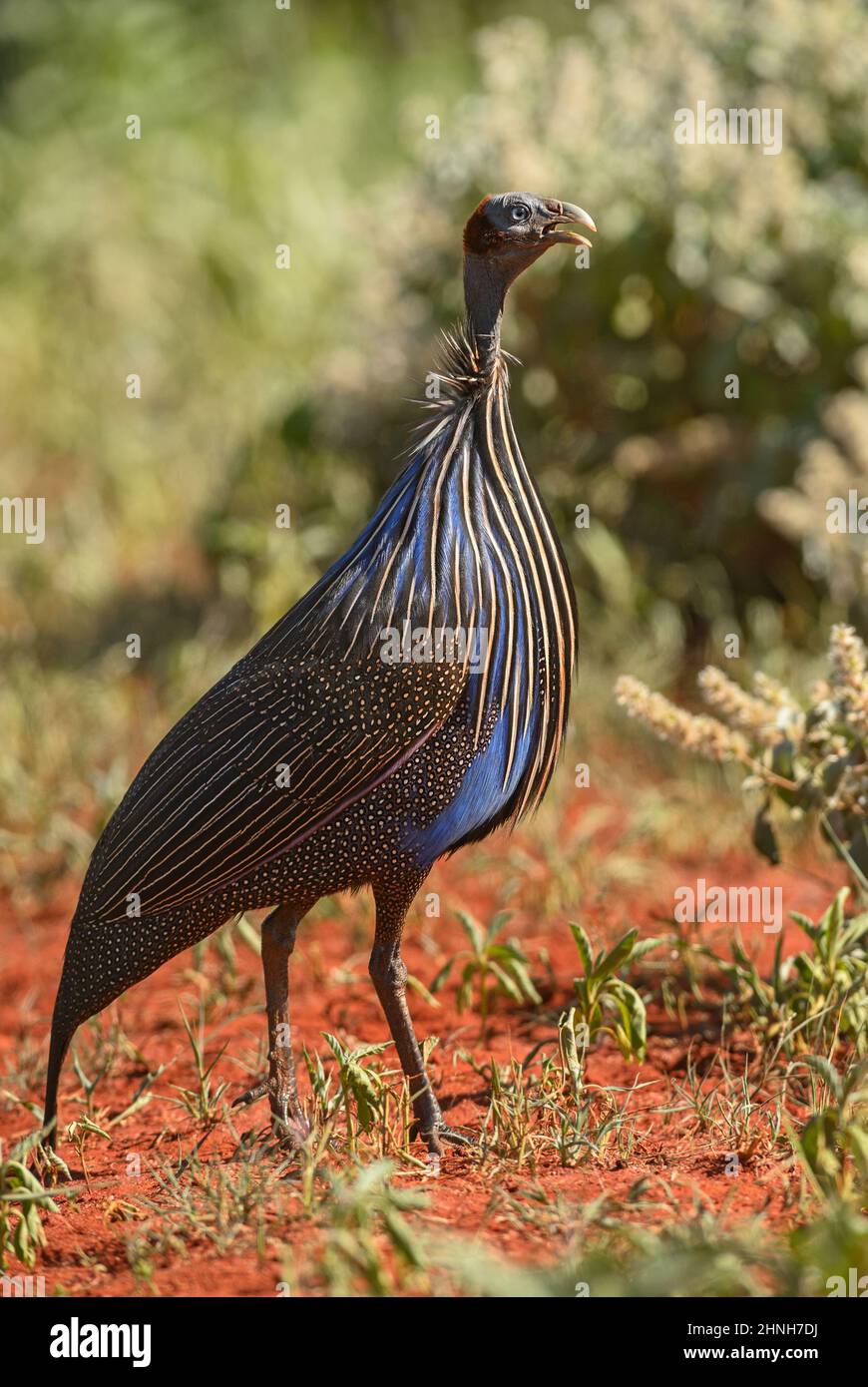Vulturine Guineafowl - Acryllium vulturinum, beautiful colored ground ...