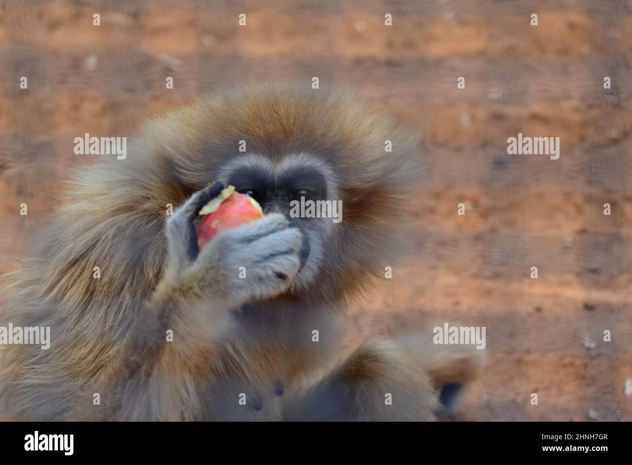 Monkey looks at the apple with all his appetite and prepares to eat it ...
