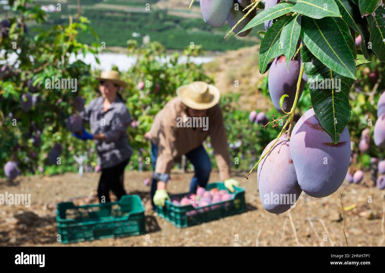 Ripe mango fruits on tree branches against background of gardeners ...