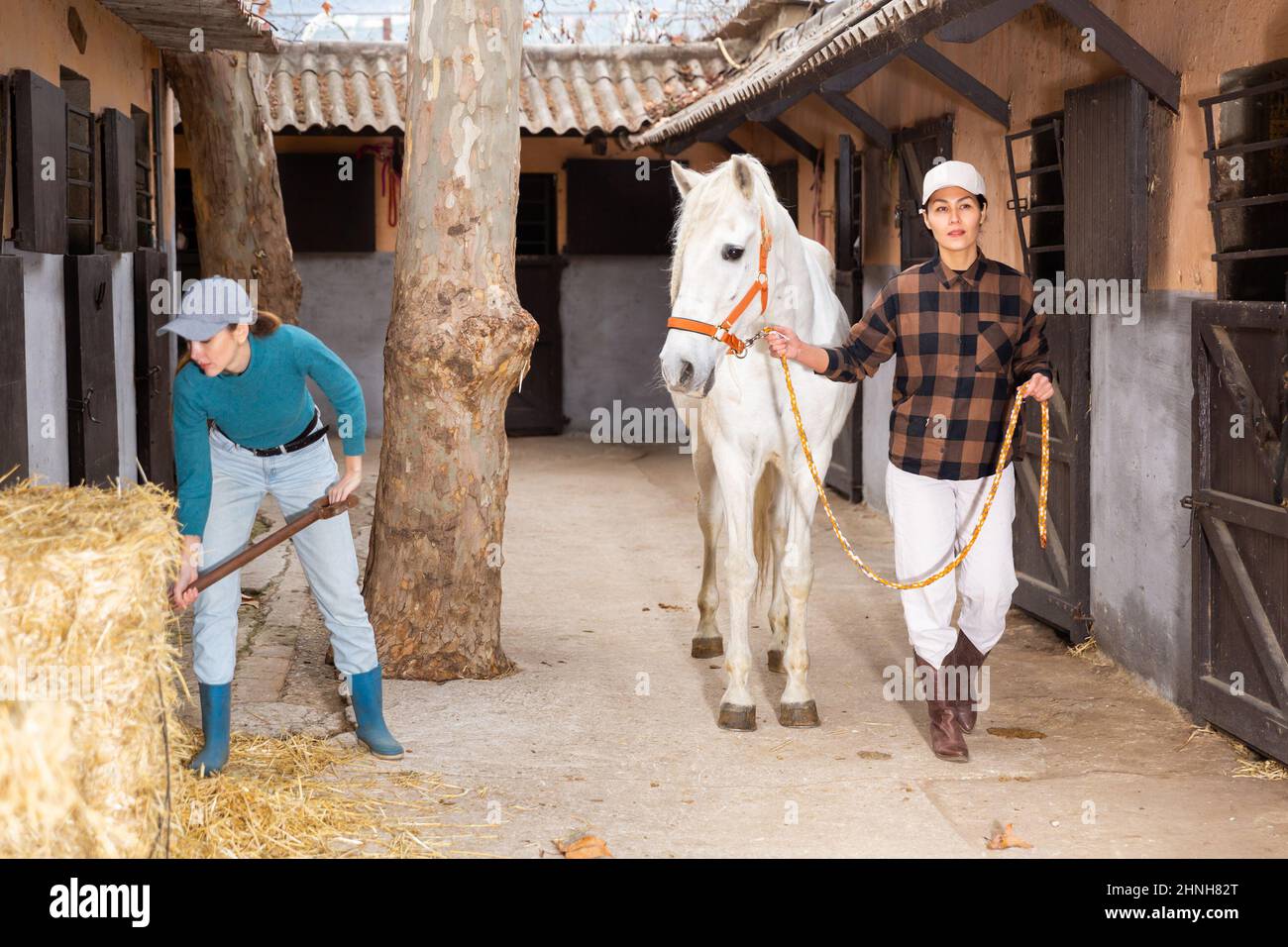 Two women horse breeders working in ranch Stock Photo - Alamy
