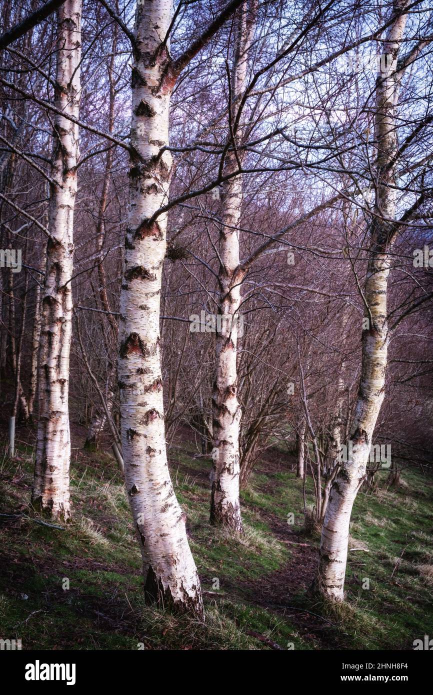 Silver birch trees garden hi-res stock photography and images - Alamy