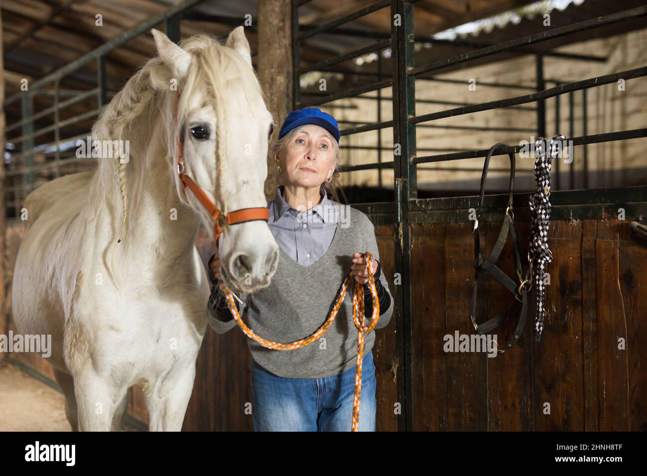 Aged female stable worker leading white horse by bridle in barn Stock ...