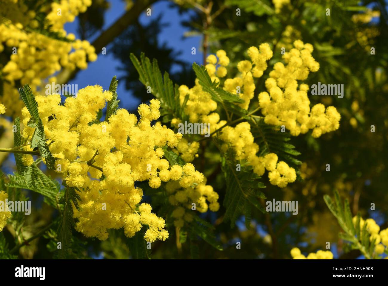 Flowering mimosa tree. Mimosa blooms background. Selective focus. The ...