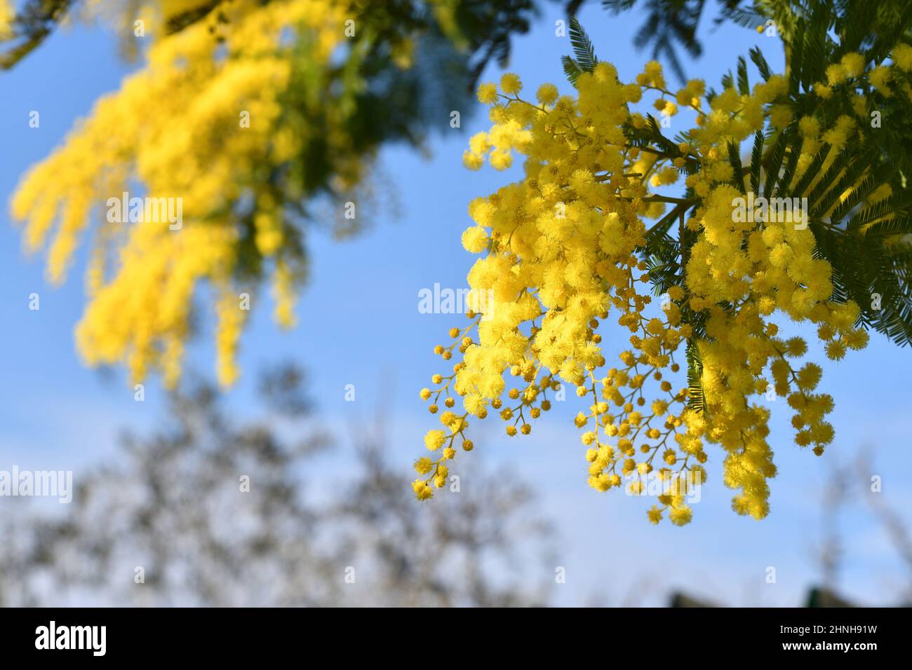 Flowering mimosa tree against blue sky. Mimosa blooms background ...