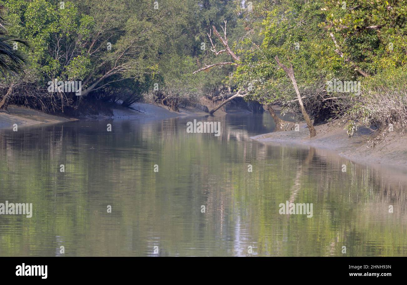 Sundarbans is the biggest natural mangrove forest in the world, located ...