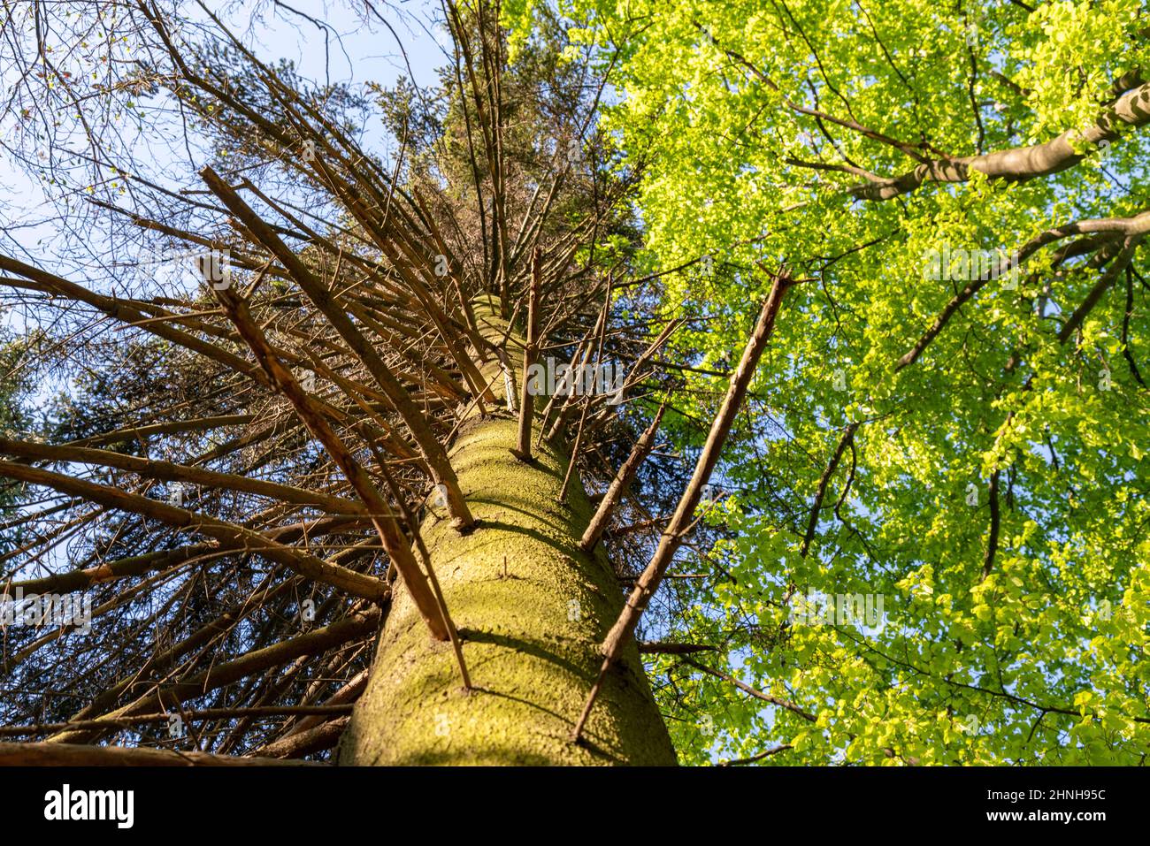 Tree top seen from the bottom. Up view of tree and sunlight effect. sun ...