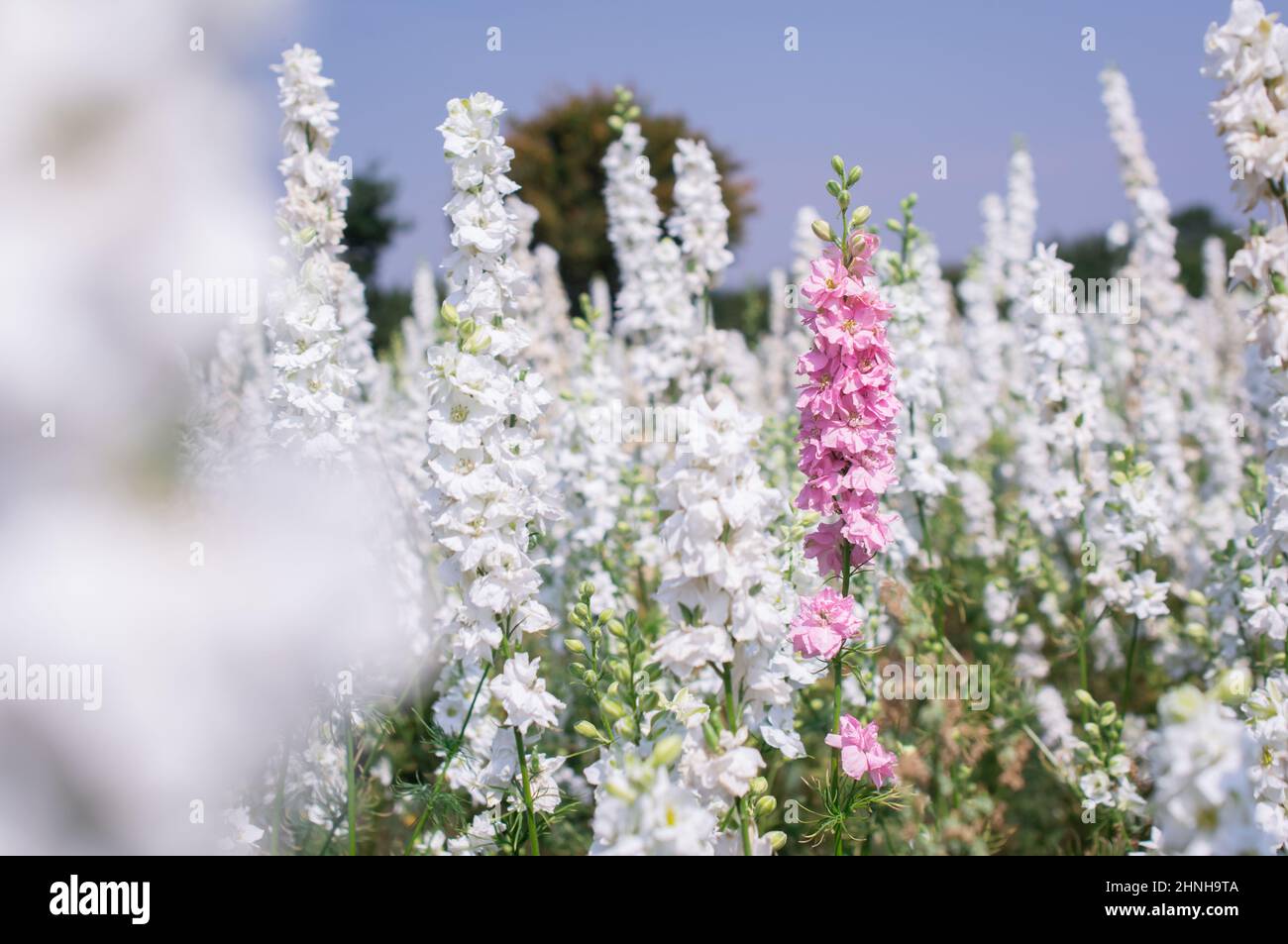 beautiful English delphinium flowers Stock Photo - Alamy