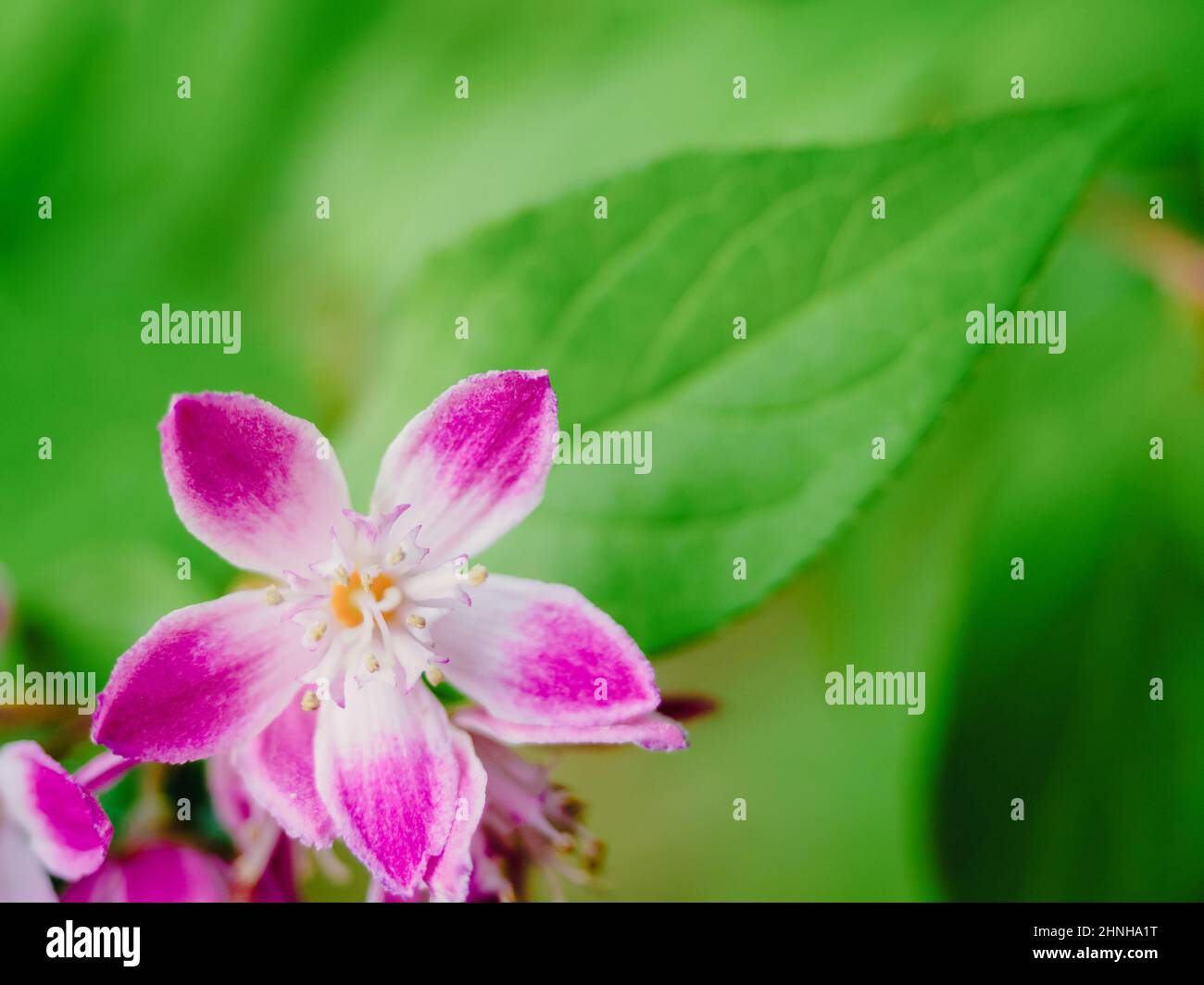 small tiny pink flower on a green leaf background Stock Photo - Alamy