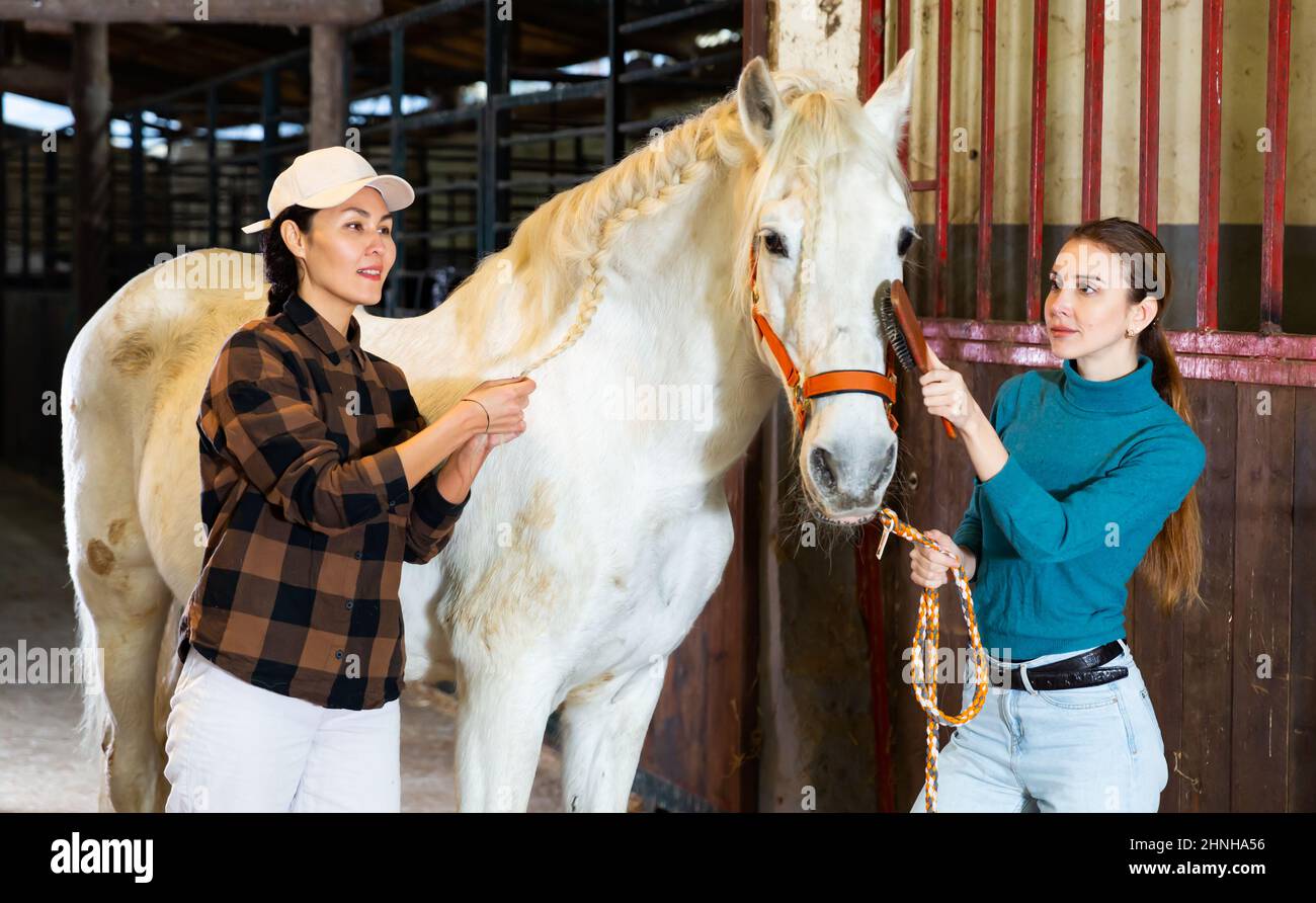 Women horse breeders braiding mane of white horse in barn Stock Photo ...