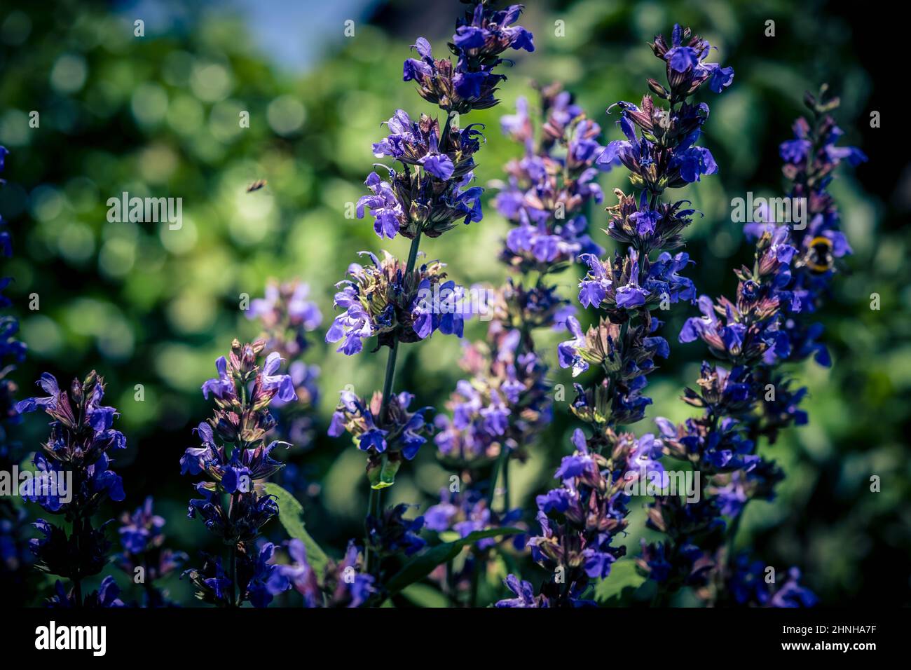 Salbei tea hi-res stock photography and images - Alamy
