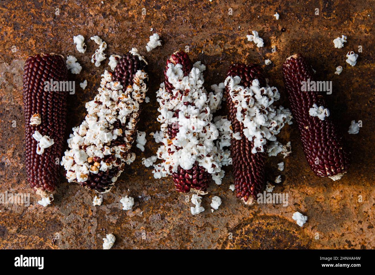 Popcorn corn cob. Multicolored corn texture. Organic farm bio ...