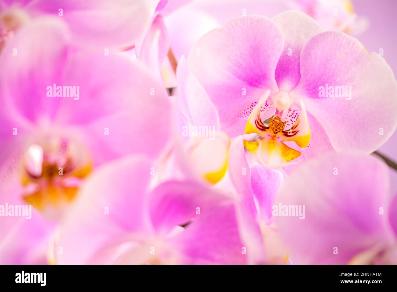 Orchids pink flowers hi-res stock photography and images - Alamy