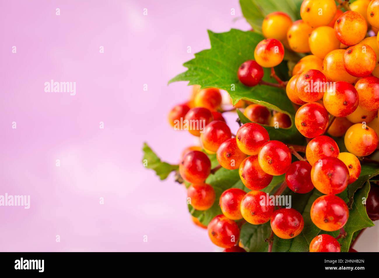 autumn background with berry Stock Photo - Alamy
