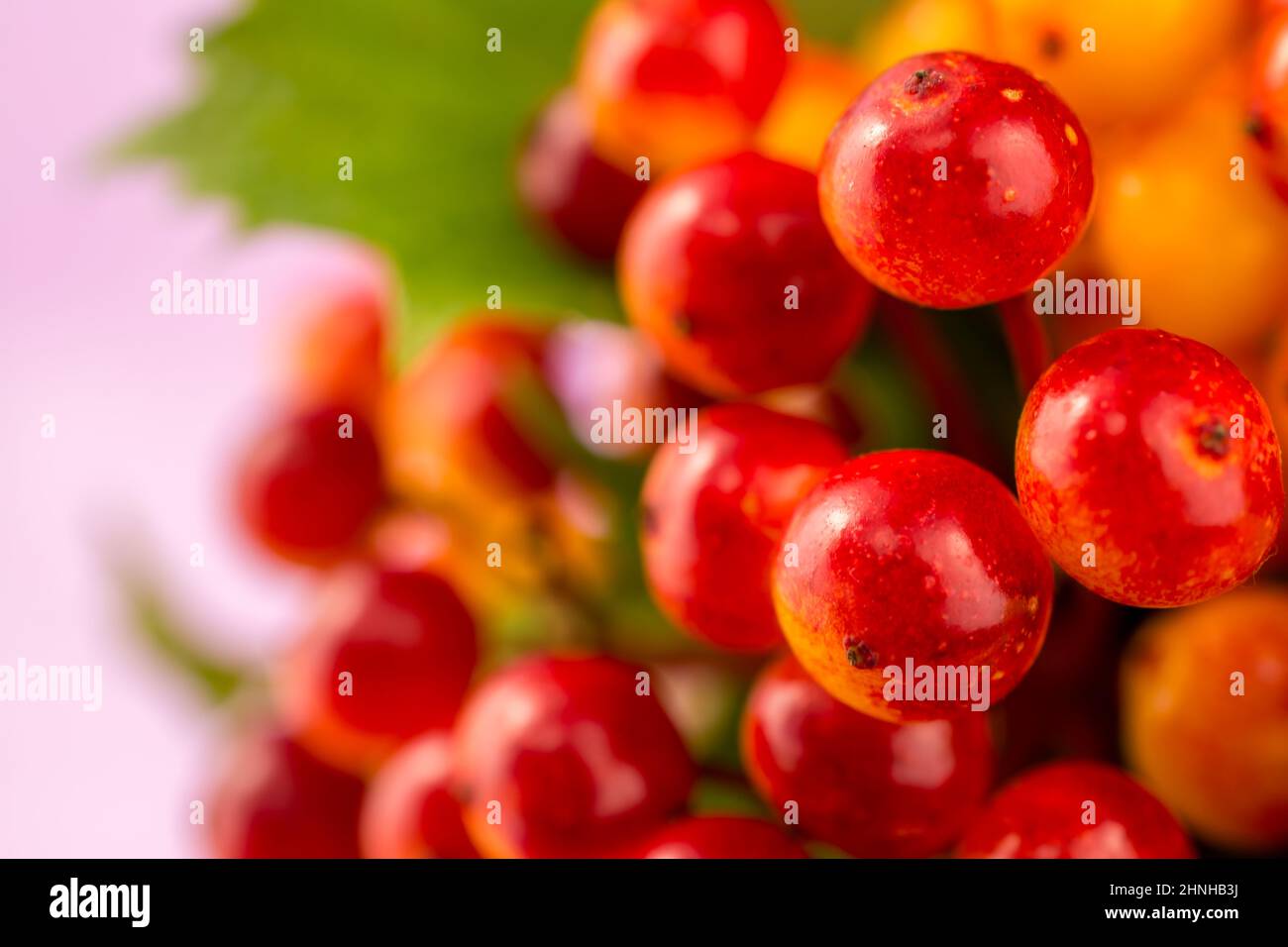 autumn background with berry Stock Photo - Alamy