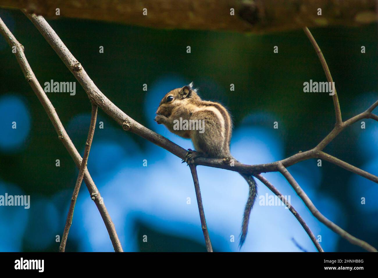 Cute a Himalayan striped squirrel or Burmese striped squirrel is in the ...