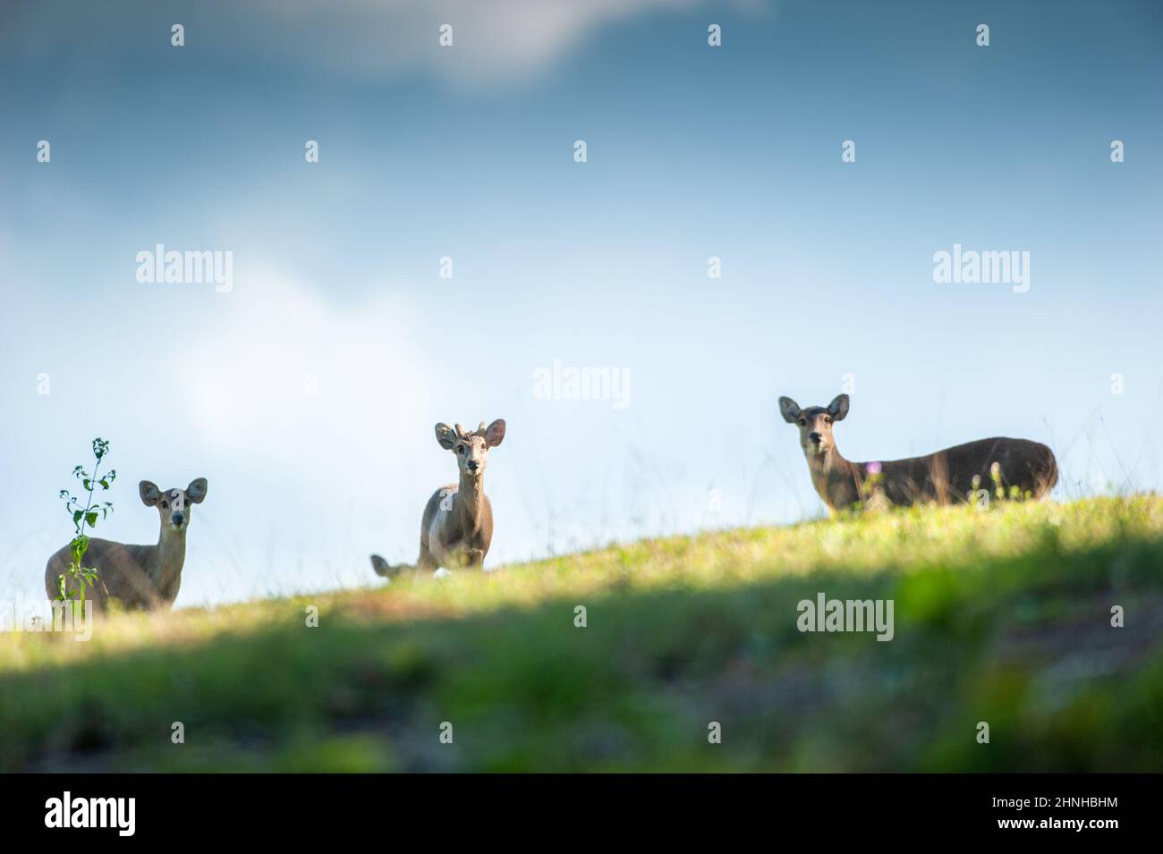 A herd of Hog Deer grazes on the grassland on the hill, clouds, and ...