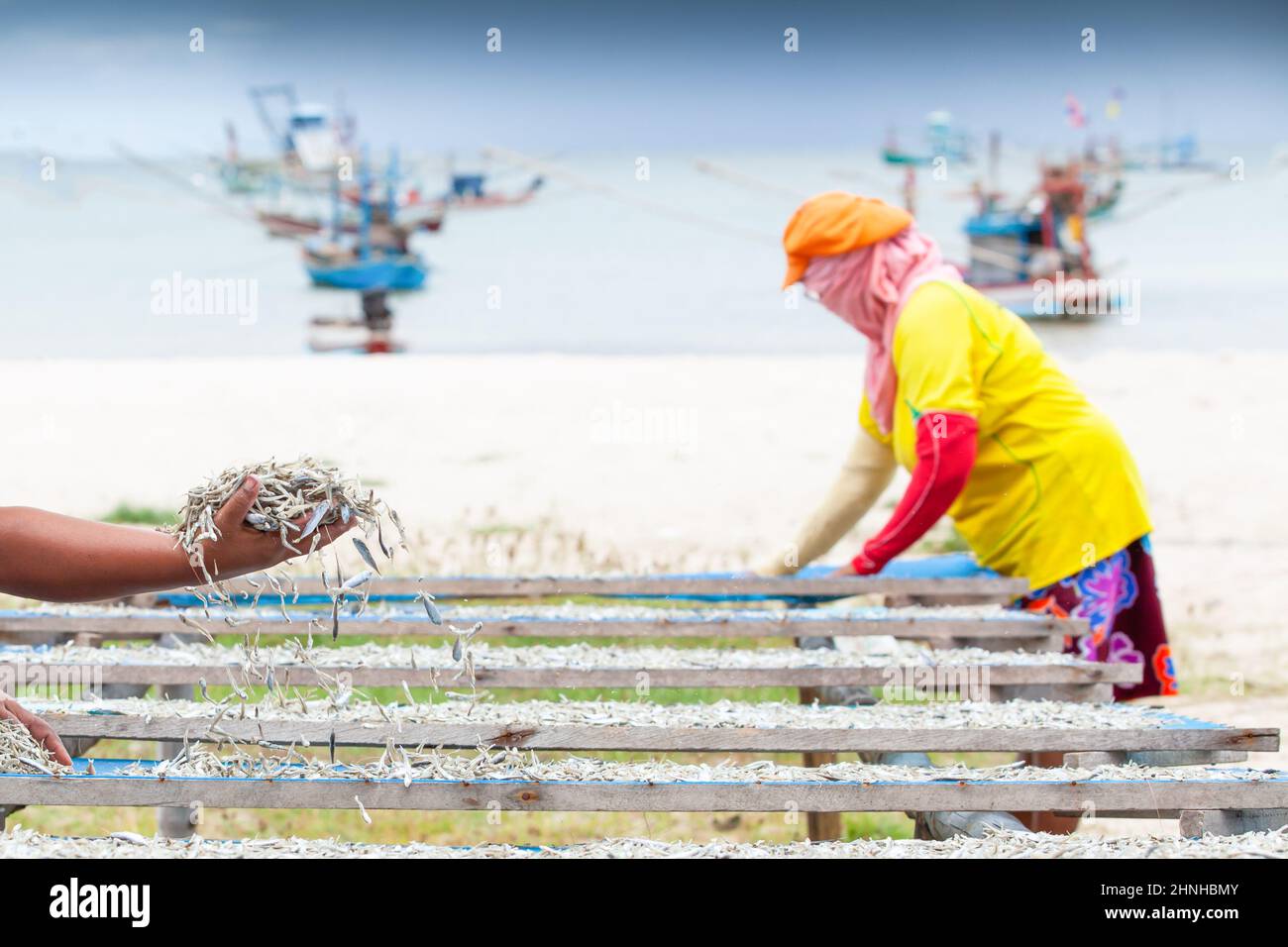 Thai women laying down fish on the net for drying, harbor, and ...