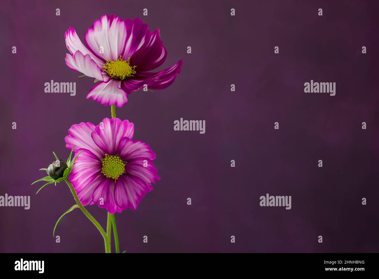 beautiful cosmos flowers in studio Stock Photo - Alamy