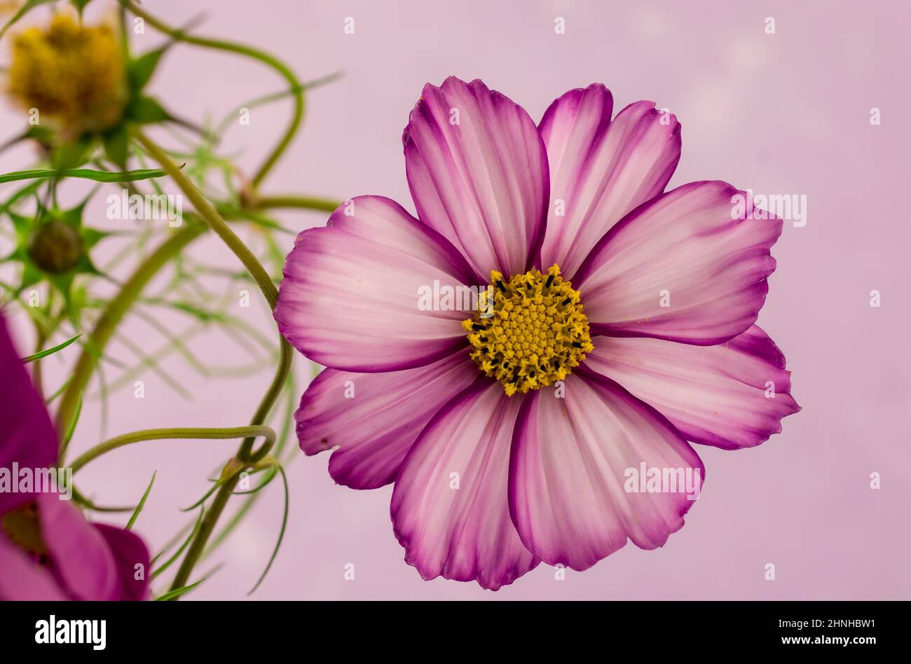 beautiful cosmos flowers in studio Stock Photo - Alamy