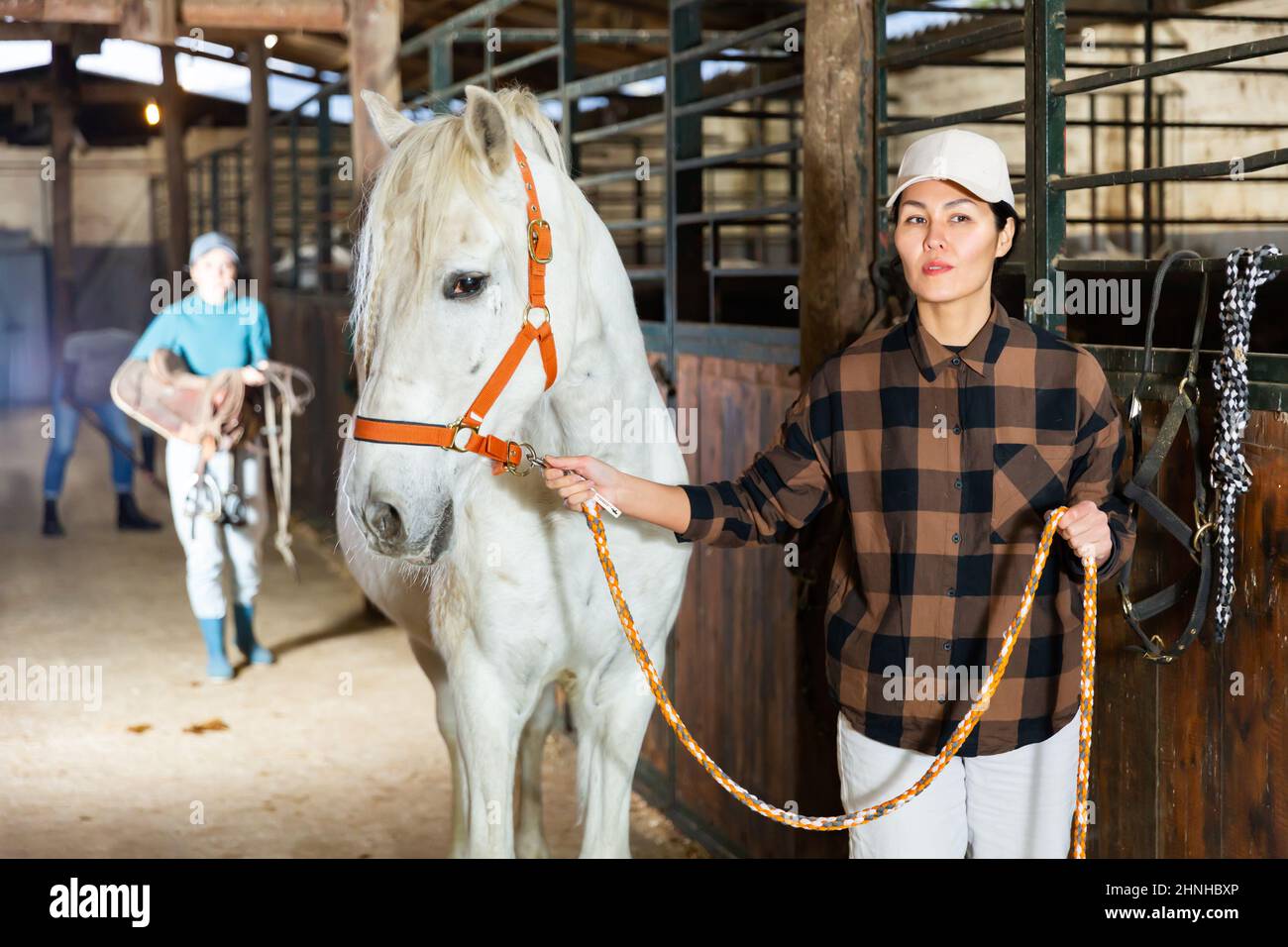 Asian woman horse breeder leading white thoroughbred racehorse in ...