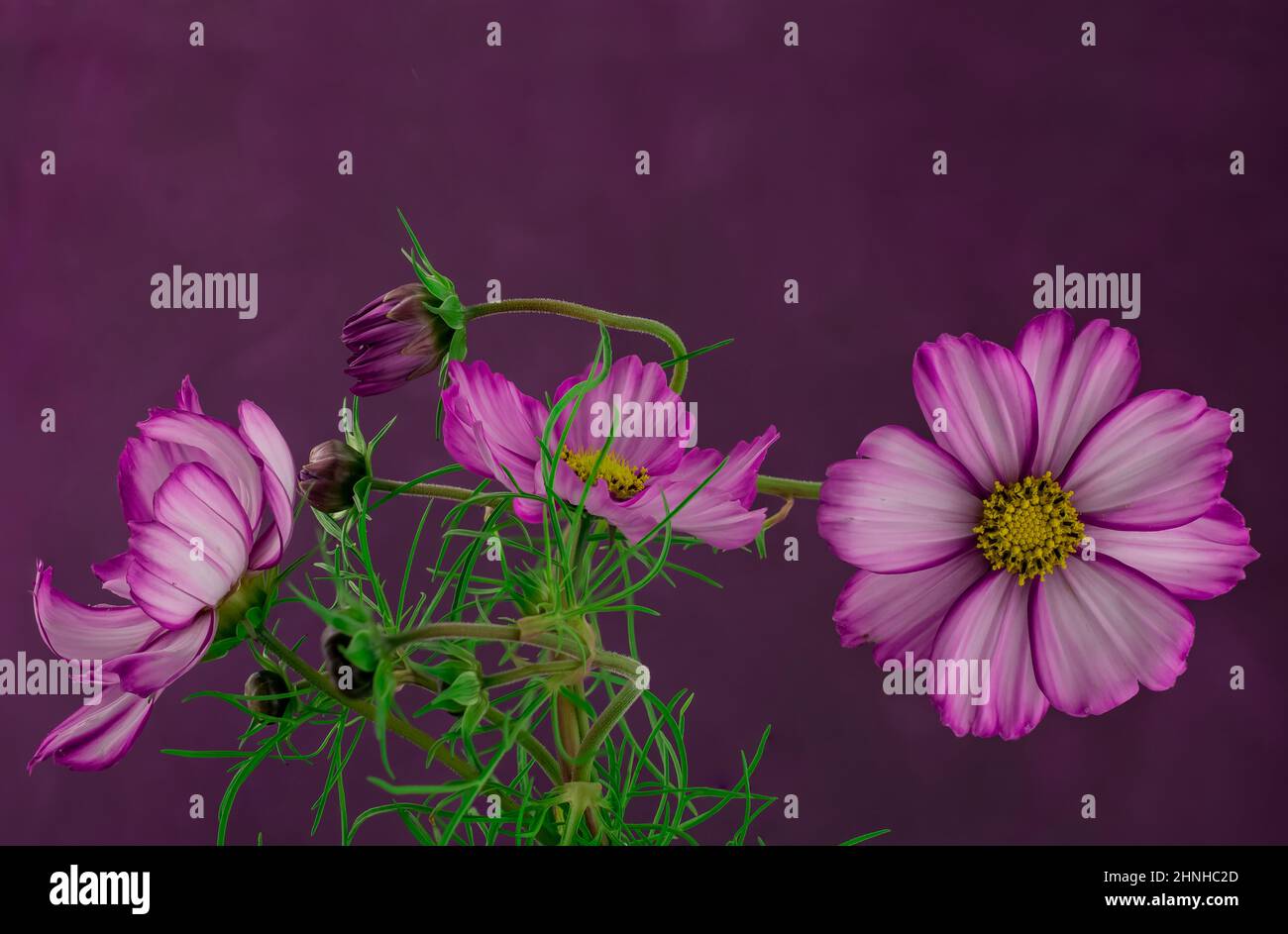photo of beautiful cosmos flowers Stock Photo - Alamy