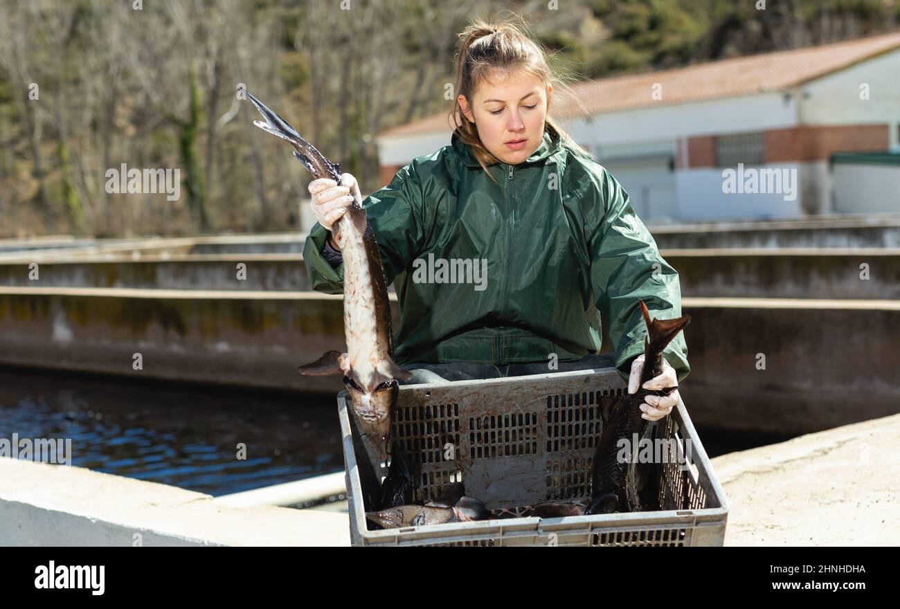 Sturgeon spawning hi-res stock photography and images - Alamy