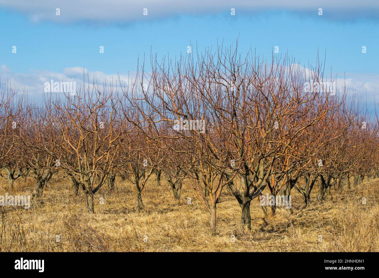 Apple tree plantation, garden of the apple in Georgia Stock Photo - Alamy