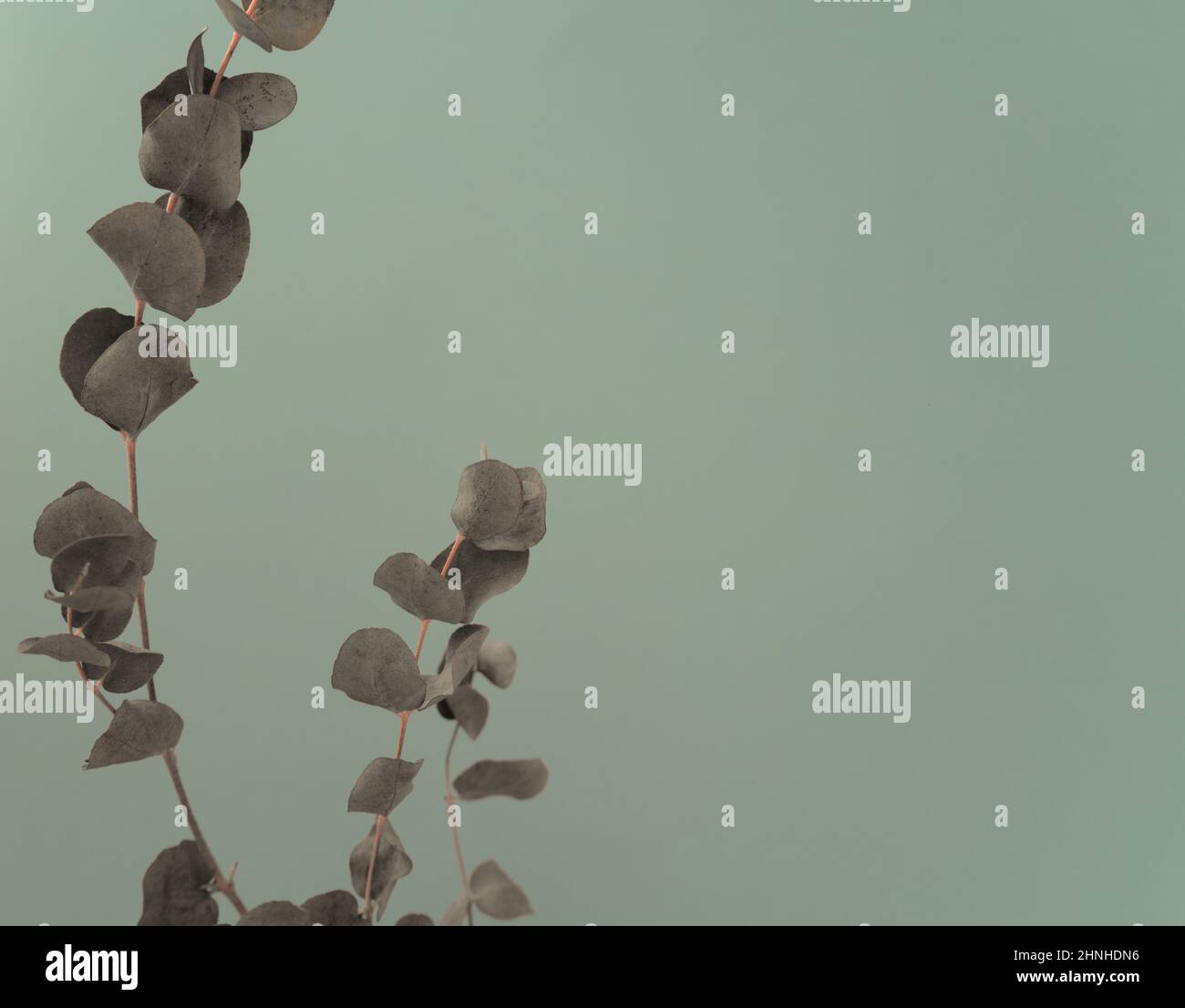 Natural organic green eucalyptus stem branches botanic against green ...