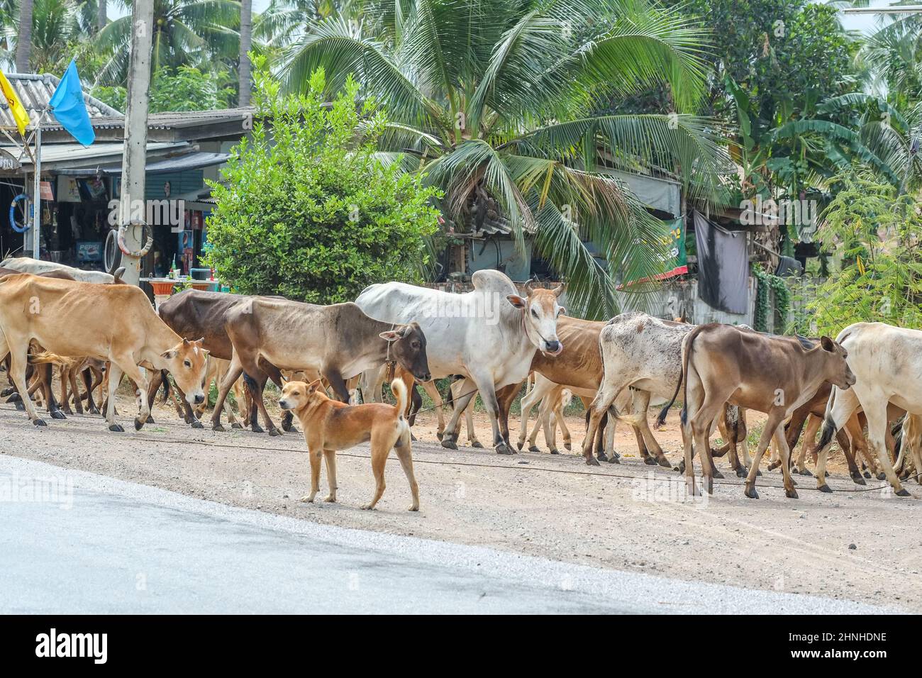 Kho lans cows hi-res stock photography and images - Alamy