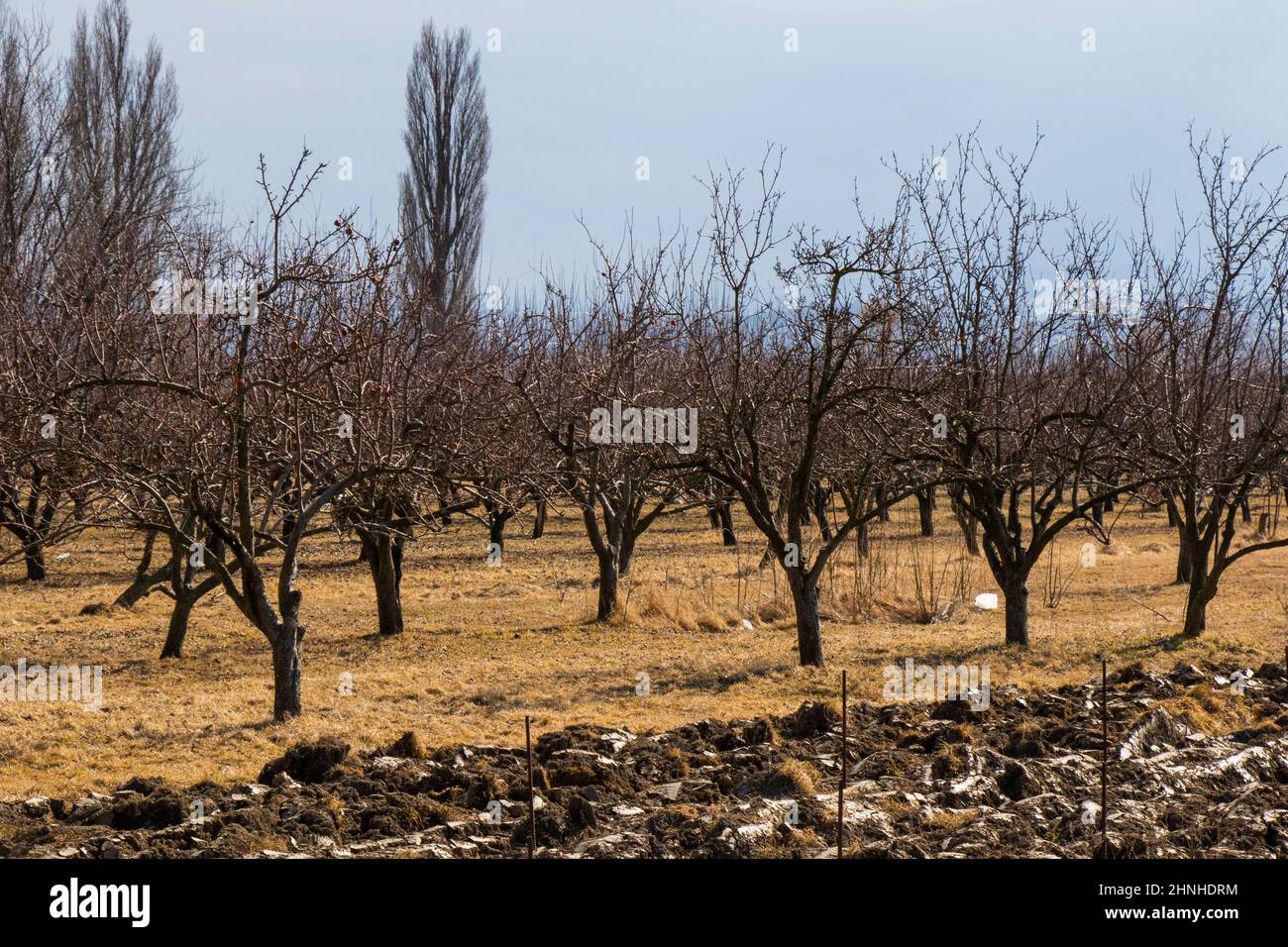 Apple tree plantation, garden of the apple in Georgia Stock Photo - Alamy