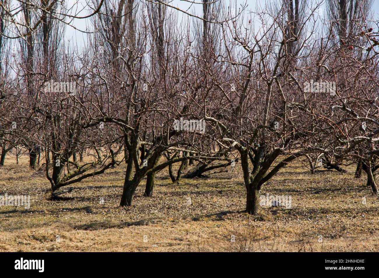 Apple tree plantation, garden of the apple in Georgia Stock Photo - Alamy