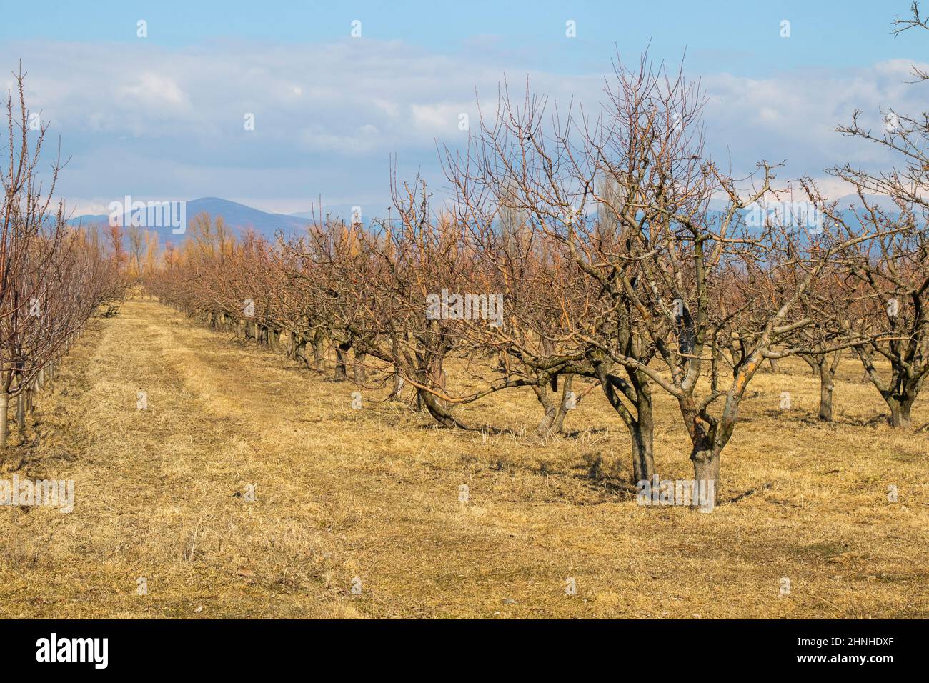 Apple tree plantation, garden of the apple in Georgia Stock Photo - Alamy