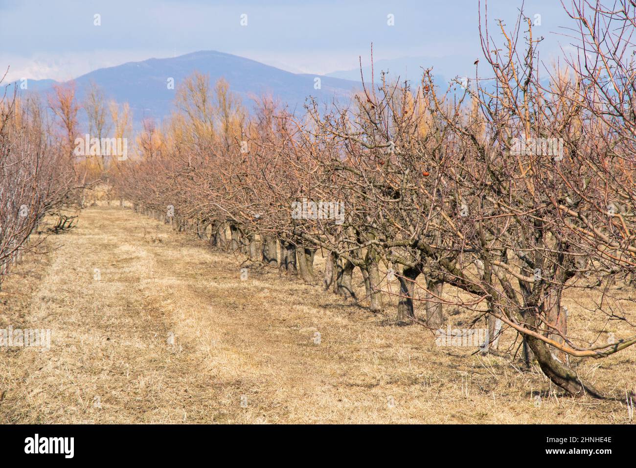 Apple tree plantation, garden of the apple in Georgia Stock Photo - Alamy
